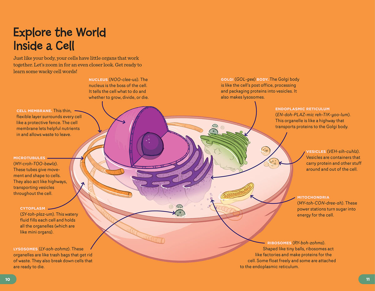 Human Body Learning Lab: Take an Inside Tour of How Your Anatomy Works ...